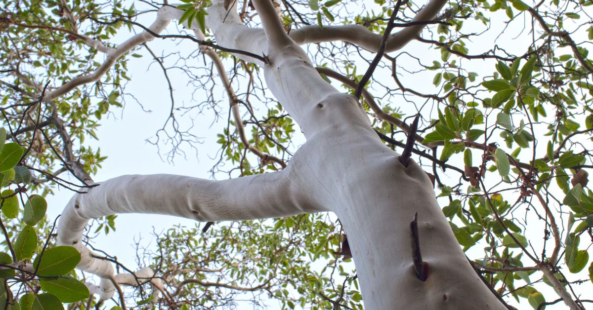 Sandalwood Dubai: #1 Finest Quality from Mysore - Incenses in Dubai